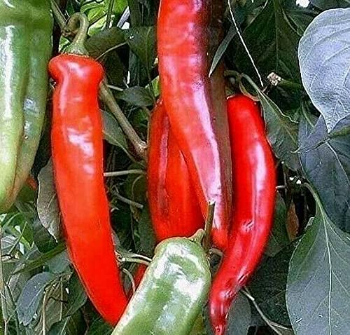 Peltophorum Pterocarpum Ferrugineum Copper Pod Tree 100 100 Seeds ...