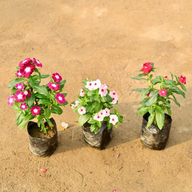 Set of 3 - Vinca Flower Periwinkle Flower Sadabahar Hybrid (colour) in ...