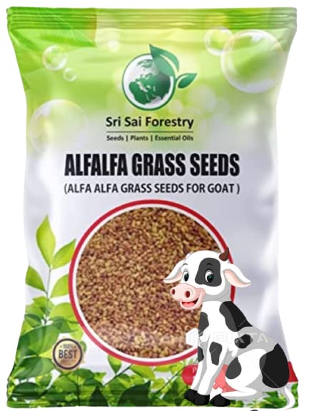 SRI SAI FORESTRY Alfalfa Grass Seeds 2000 Seeds Pack | Animal Fodder ...