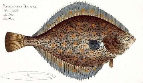 Fine Arts Reproduction American School "Feline Figure, Calusa" 50 x 80 ...