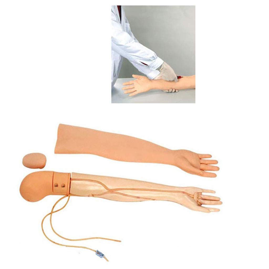 Buy AMITD Human Body Model Anatomy Arm practice model blood collection ...