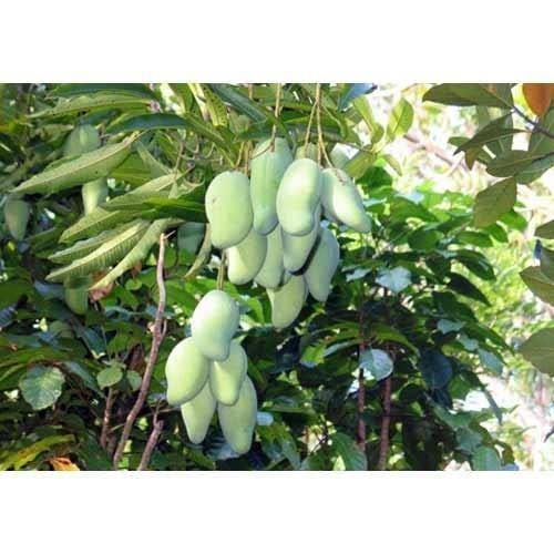 Cloud Farm Imam Pasand/Himayat/Hima Pasand Mango Grafted Hybrid Live ...