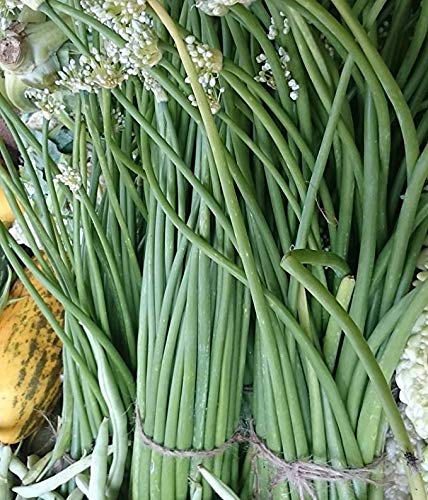 Creative Farmer Vegetable Seeds Singra (Mongra) Seeds - Singra (Mongra ...