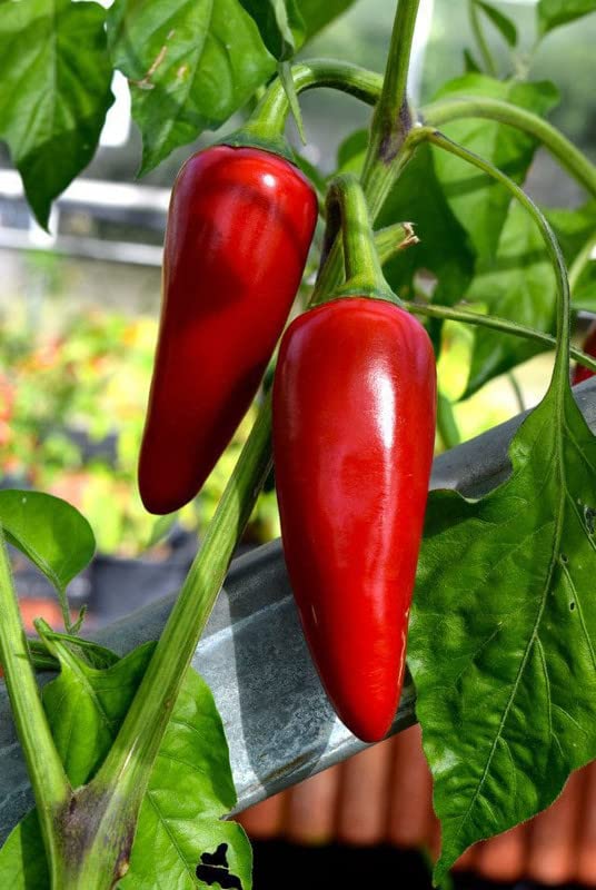 Ritz Farming® Imported Chilli seeds | red bullet chilli seeds | mirchi ...