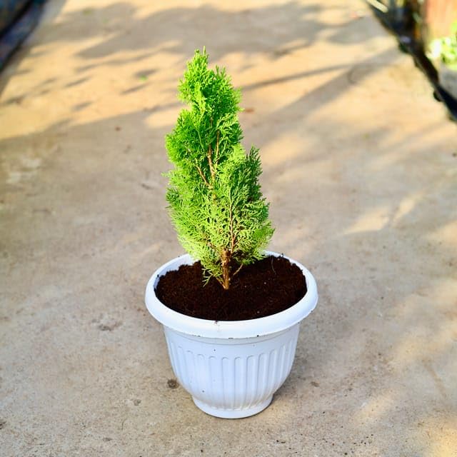 Mphmi Pune Plants Live BY Season Outdoor-Morpankhi in 8 Inch White ...