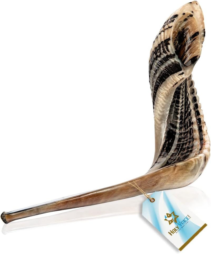 Bocina Kosher Ram Shofar de Israel de 24 a 26 pulgadas, tradicional ...