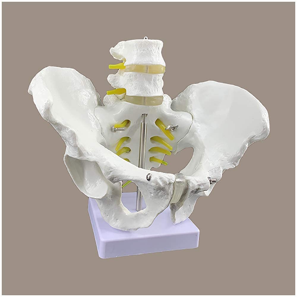 Buy Life Size Male Pelvis Model - Pelvis Skeleton Model - medical ...