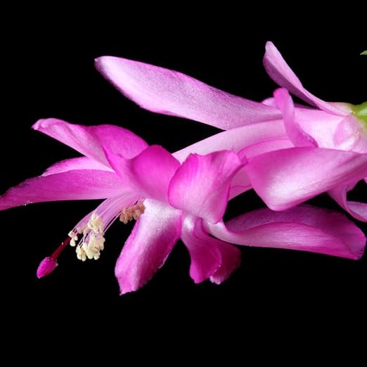 Amazon.com : TriStar Plants - Thanksgiving Cactus - 4" inch Pot, Fasle ...