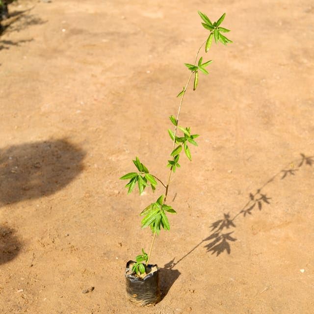 Din Ka Raja/Day Blooming Jasmine in 4 Inch Flower Garden Live Nursery ...