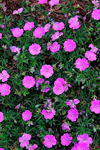 Amazon.com: Geranium,PATRICIA ( 2 Plant/Bareroot ), Perennial : Patio ...
