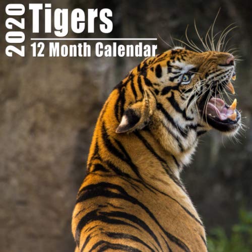 Tigers Small Calendar 2020: Cute Tiger Photos Mini Monthly Calendar ...