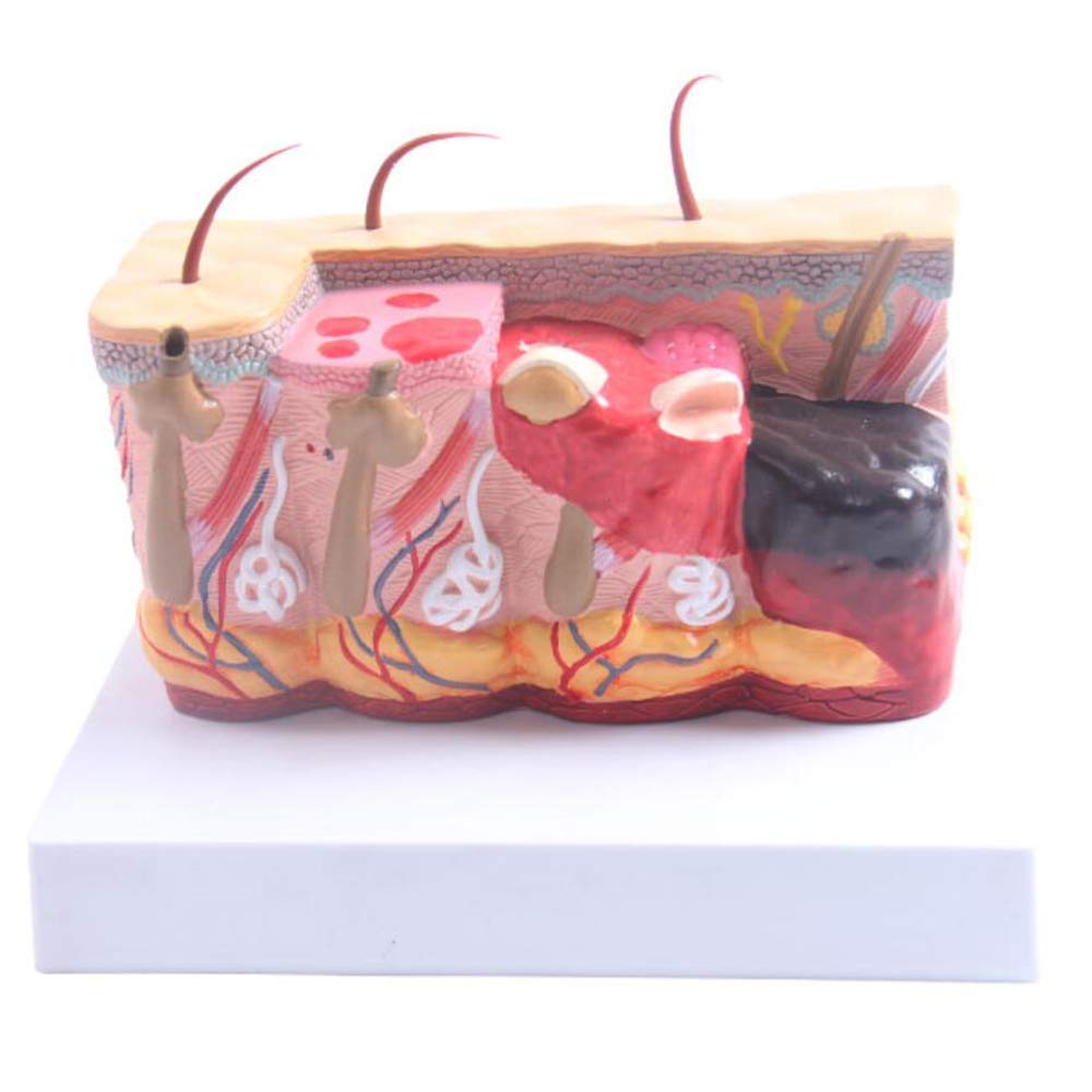 Skeleton Model Skin Anatomical Model Medical Anatomical Skin Model ...