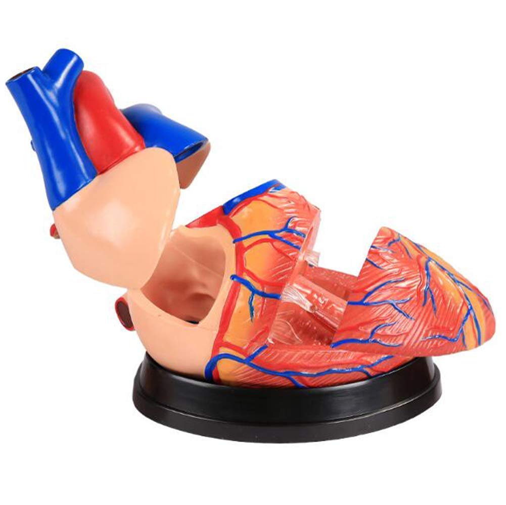 Buy 4X Human Heart Models, 3D Model Study on Anatomy and Physiology ...