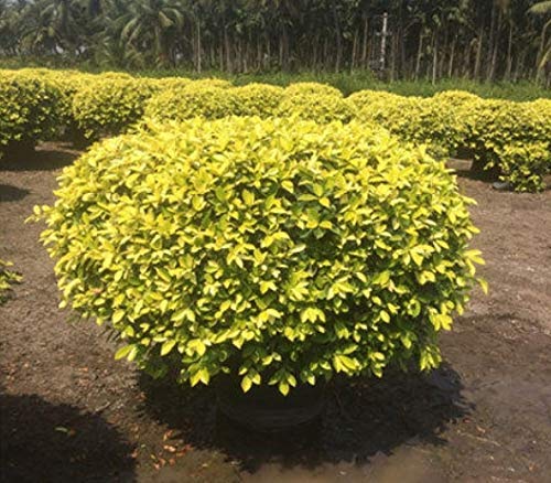 SelpLine | Ficus Panda Ornamental Live Plant : Amazon.in: Garden & Outdoors