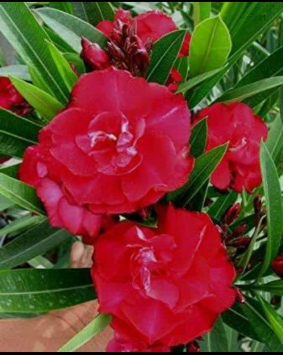 Balbasaur Red Kaner Nerium Oleander Dwarf Live Plant - Outdoor For Home ...
