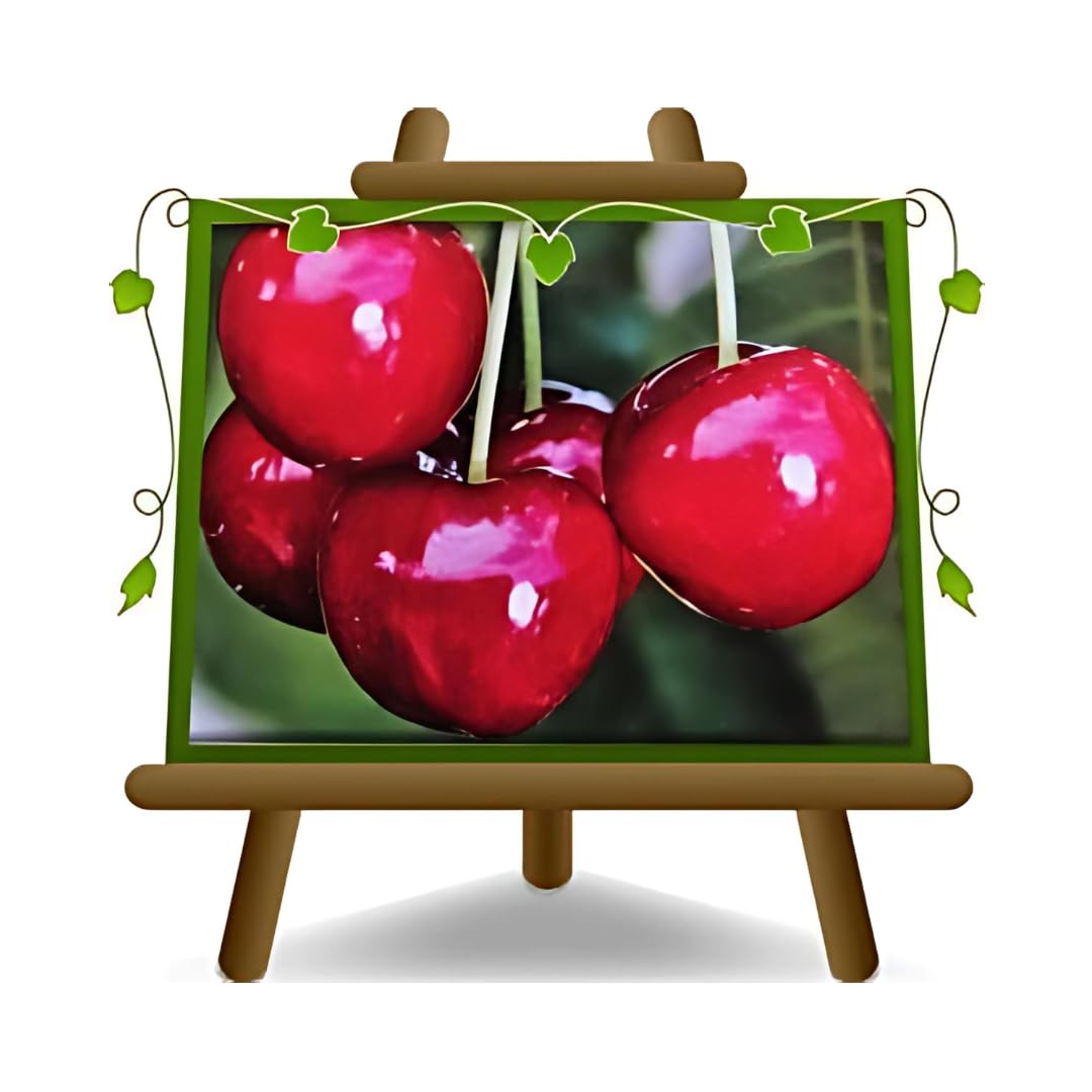 Kirschbaum Obst Winter
