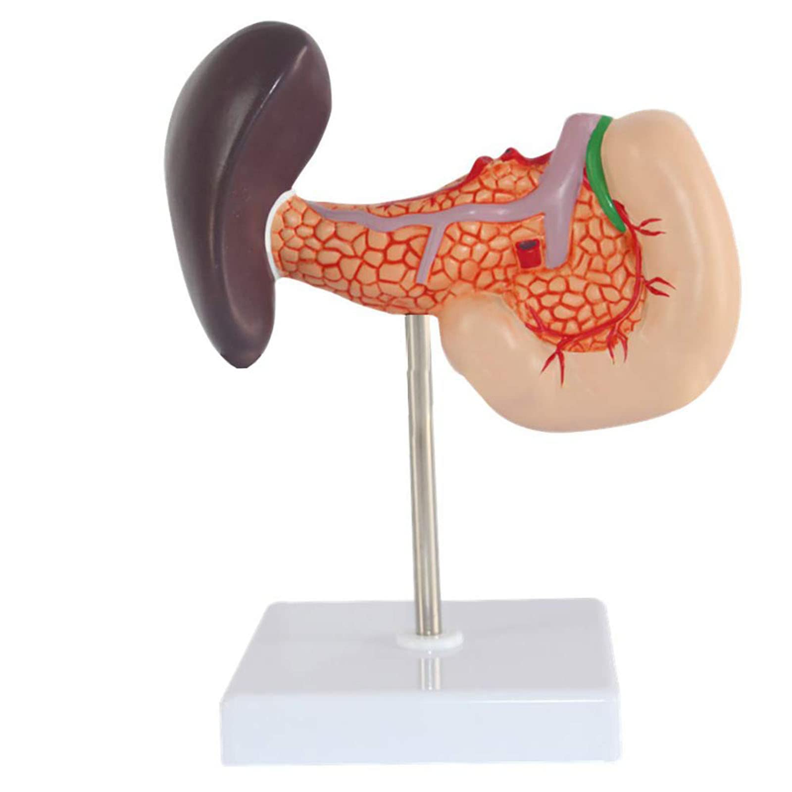 Buy Pancreas and Spleen Anatomy Model, Human Organ Anatomical Model ...