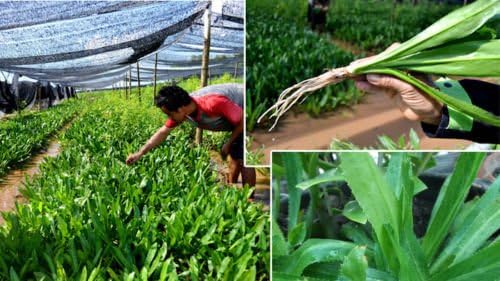 Amazon.com : 1,000 Seeds Recao,Culantro seeds,Cilantro ancho,Parsley ...