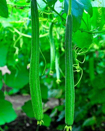 TRICONE High Yield Hybrid Rare Long chichinda Snake Gourd Vegetable 110 ...