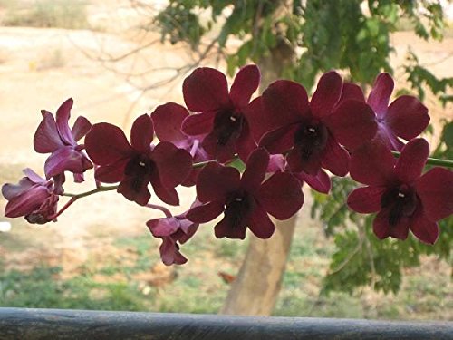 Dendrobium RED TOWN : Amazon.in: Garden & Outdoors