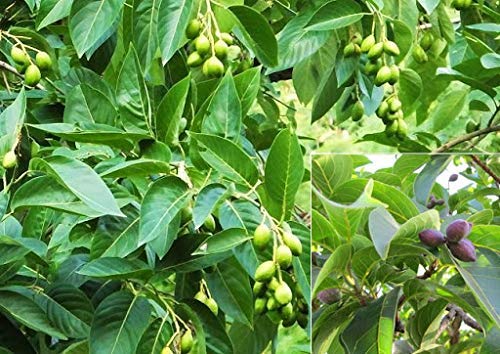 GREEN VOLCANO Live Haritaki Tree (kadukkai podi) Terminalia chebula ...