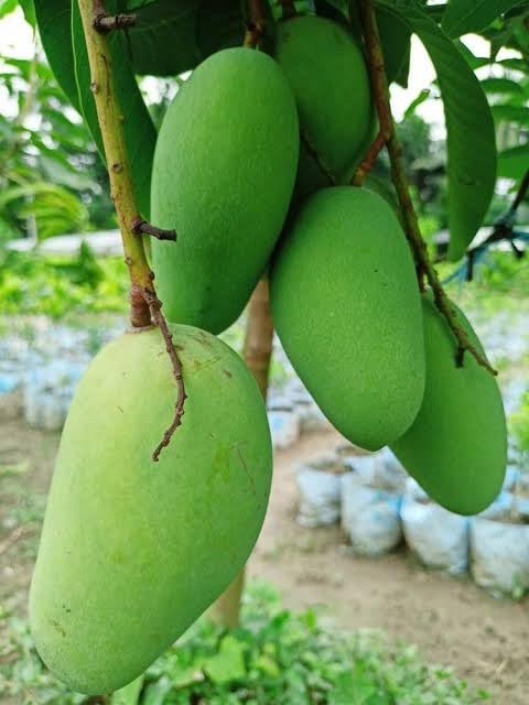Rahaman Enterprice " Thai All Time Mango Plant " Grafted (2-3 Feet ...
