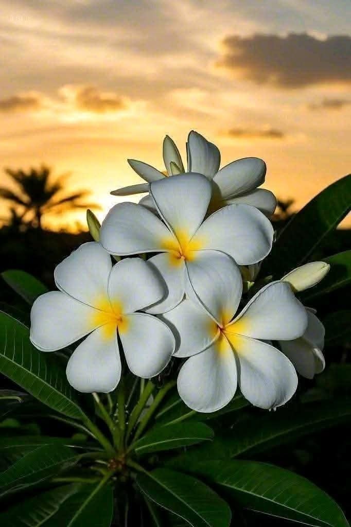 realme NARZO N61 (Voyage Blue,4GB RAM+64GB Storage) 90Hz Eye Comfort ...