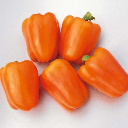 Creative Farmer Vegetable Seeds Orange Colour Capsicum Seeds For ...