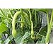 CLIMBING ITALIAN SQUASH / COURGETTE - TROMBETTA D'ALBENGA - 25 SEEDS ...