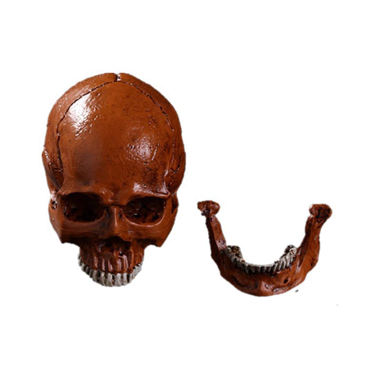 Buy pb+ Life-Size Human Skull Model, Life Size Model Human Skull ...