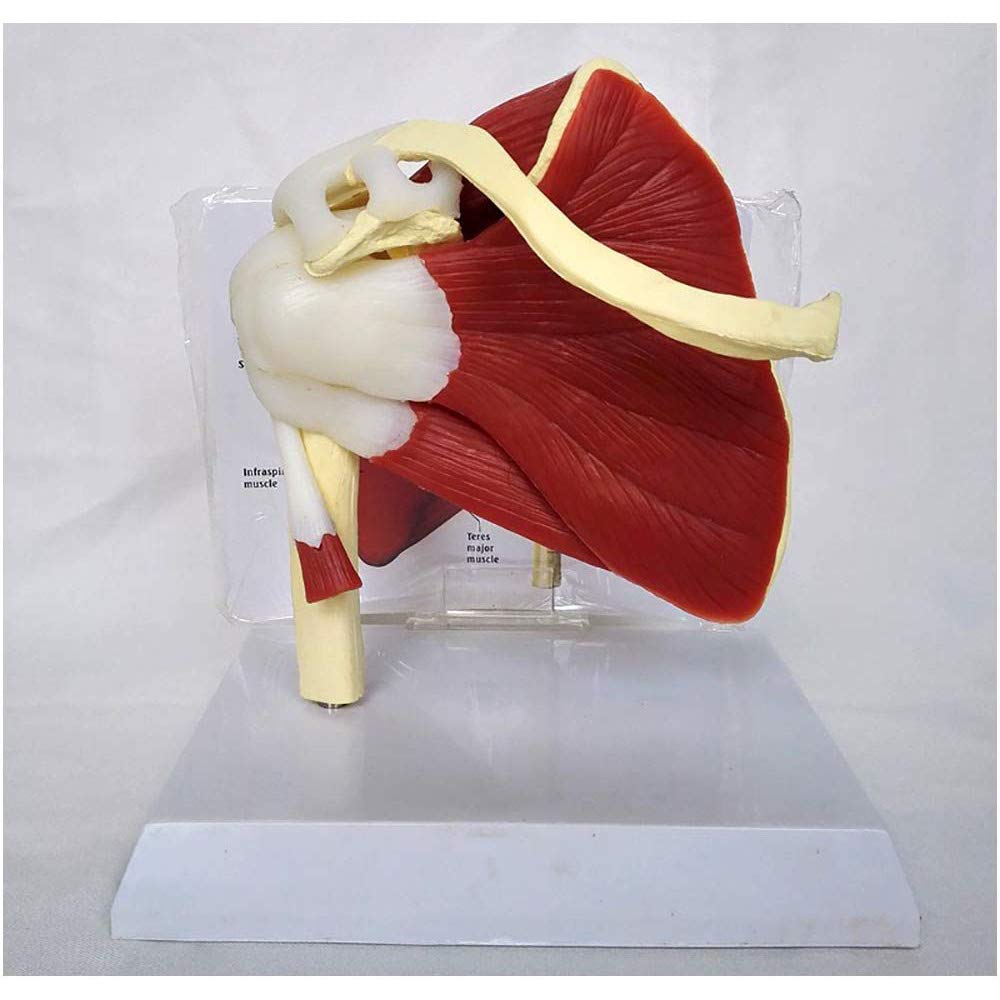 Mistili Shoulder Joint Model Human Shoulder Joint With Muscle Anatomy ...