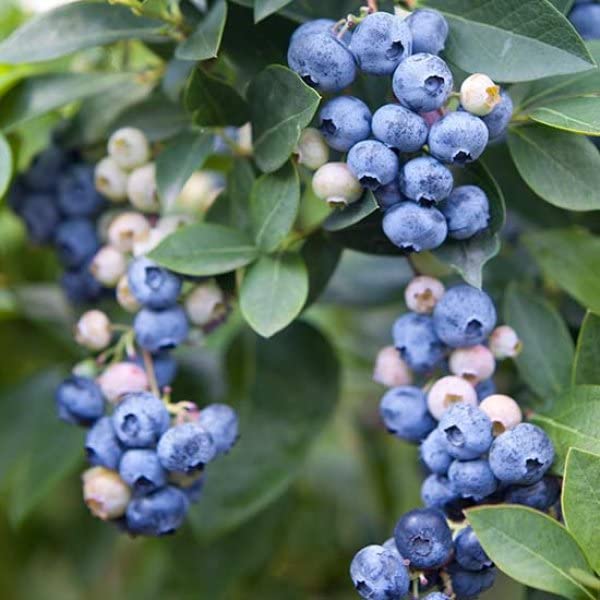 M-Tech Gardens Rare Hybrid Blueberry " Hortblue Petite " Exotic 50 ...