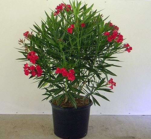 Guruji Plantation Red Kaner Flower Plant Nerium Oleander Landscaping ...