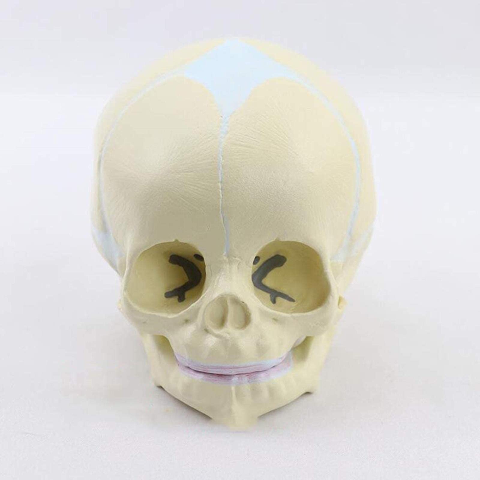 Buy Human skull anatomy model, Fetus human anatomy skull model, Real ...