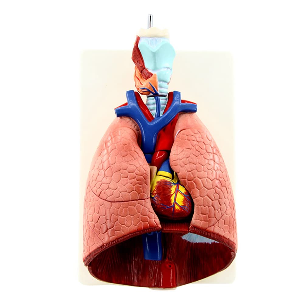 Buy FWL Heart And Lung Anatomy Model, Heart And Blood Vessel Teaching ...