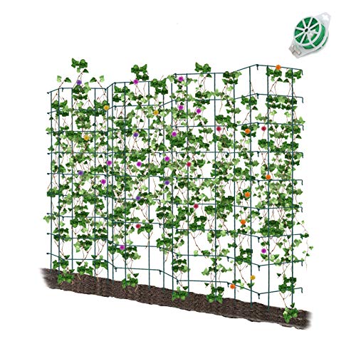 The Best Plants That Grow On Walls: 19 Wall Climbing Plants