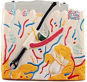 Anatomy Model Skin Structure Modelskin Anatomy Teaching Organs Model ...