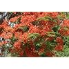 25 Semillas de Flamboyán Rojo - (Delonix Regia): Amazon.es: Jardín