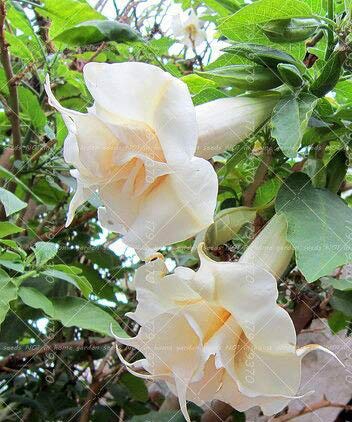 35Pcs Datura Seeds Flower Dwarf Brugmansia Suaveolens Flamenco Angel'S ...