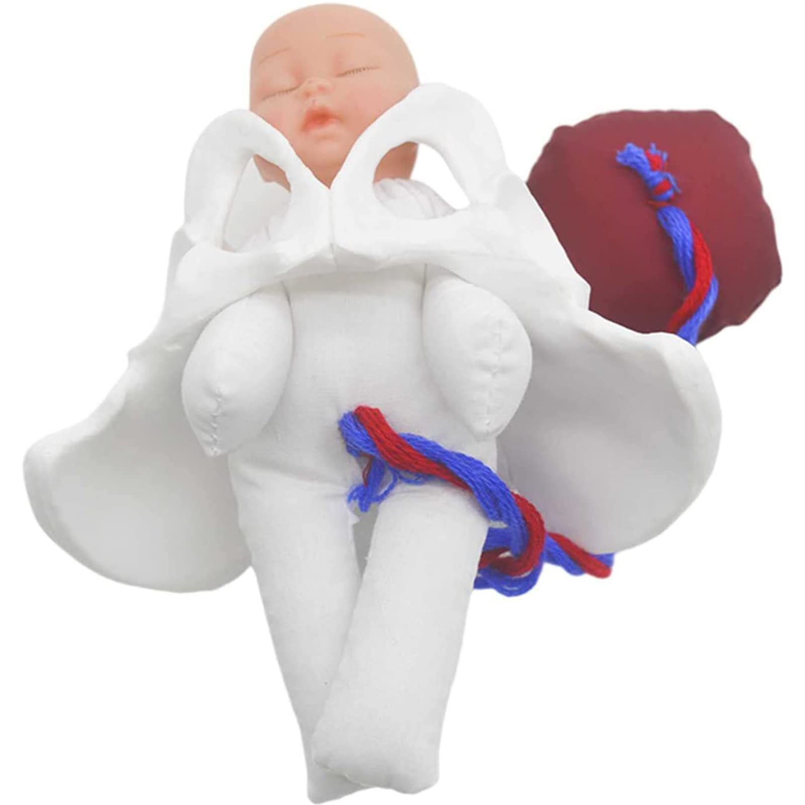 Buy ABGRC Female Pelvis Childbirth Model - Mini Female Pelvis&Baby ...