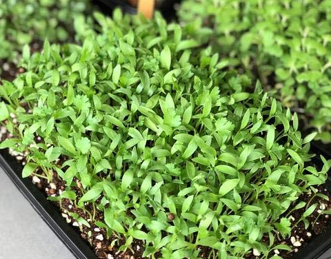 Creative Farmer Vegetable Seeds Malli Seeds - Coriander Micro Green ...