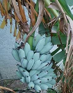 Amazon.com : Blue Java Ice Cream Banana Plant Live 1 to 2 Ft Tall ...