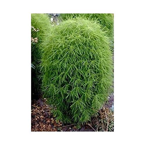 Kochia seeds - Kochia scoparia : Amazon.in: Garden & Outdoors