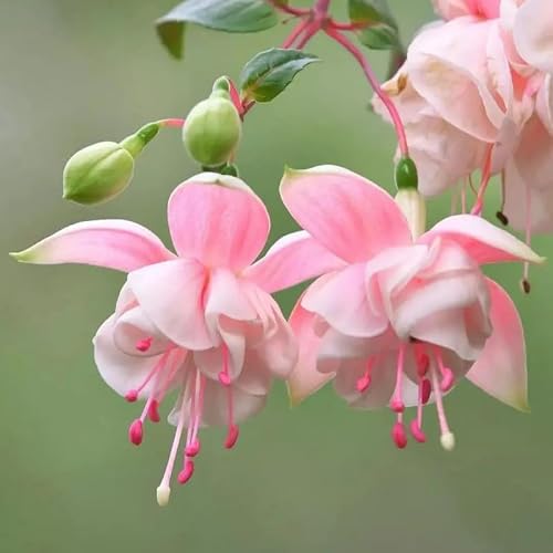Best Trailing Fuchsia Plug Plants for Hanging Baskets and Containers ...