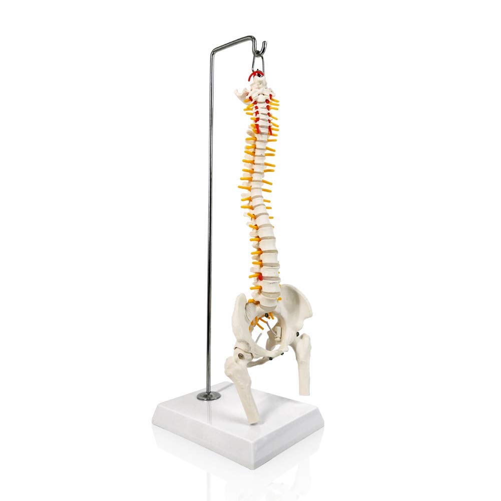 Buy 1/2 of Normal Scale of an Adult Spine 45cm Suspension Small Spine ...
