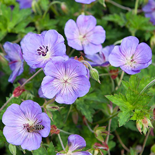 Hardy Geranium 'Rozanne' in a 2L Pot RHS Plant of The Centenary ...
