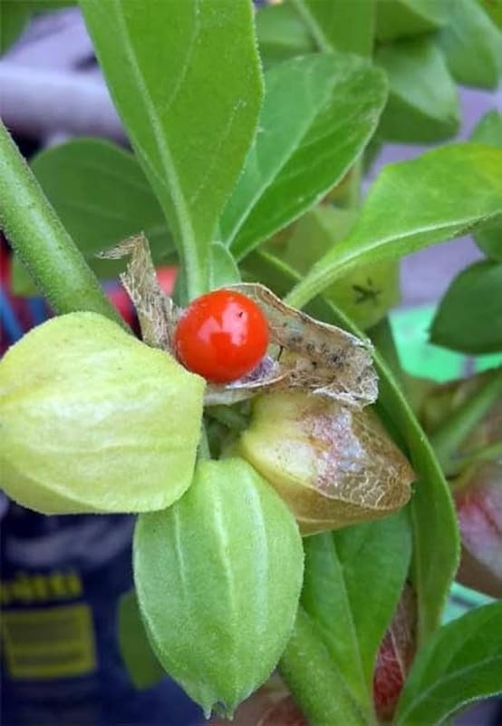 Organic ashwagandha seeds Pack of 19 : Amazon.in: Garden & Outdoors