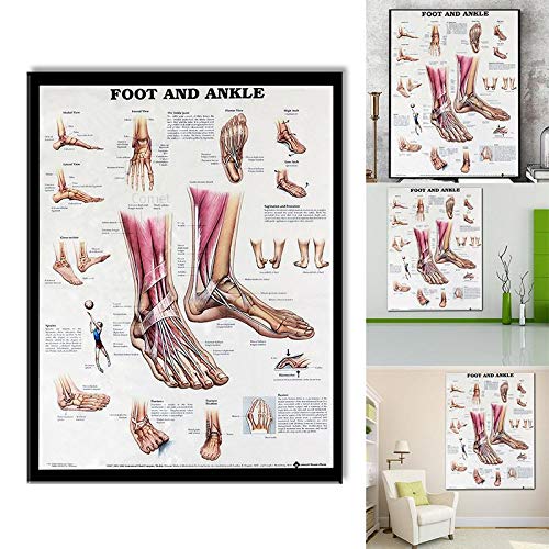 Human Body Chart Anatomy Foot And Ankle Poster Anatomical Chart ...