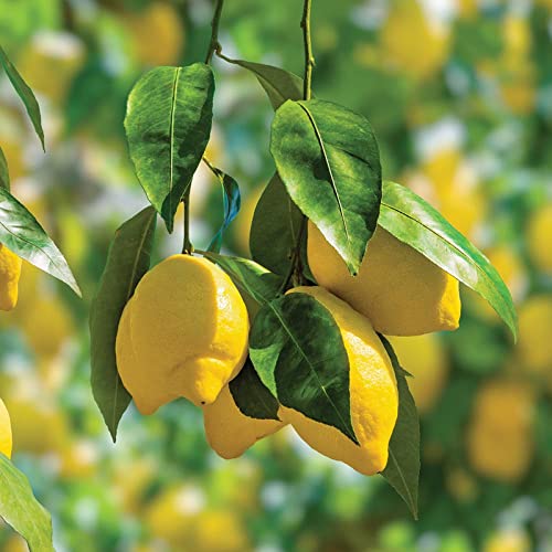 Kagzi Nimbu Lemon Seed 20 SEED : Amazon.in: Garden & Outdoors