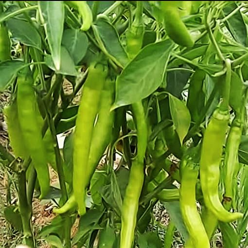 f1 chilli seeds For Home Planting,f1 chilli seeds For Home Planting ...